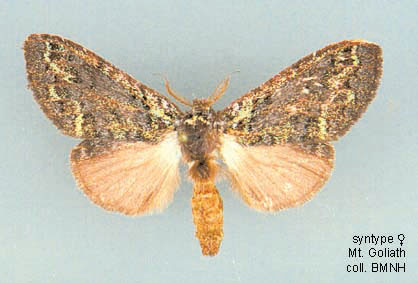 Papua Insects Foundation (Lepidoptera/Notodontidae/Syntypistis ...